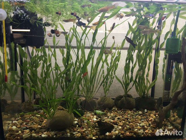 Аквариумные растения