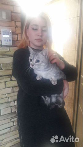 Кошечка манчкин стандарт 2 года(стерильна)