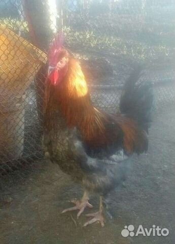 Петушки порода Маран и Австролорп
