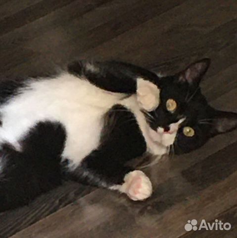 Ручная ласковая домашняя Твигги 1,5 года ищет дом