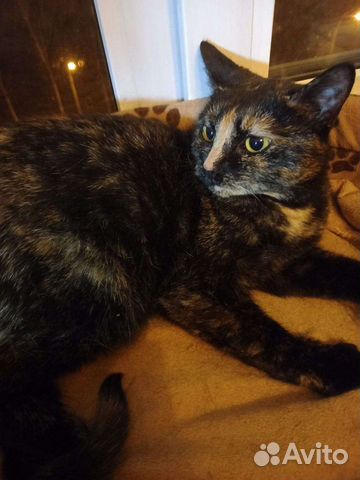 Трехцветная пестрая кошечка