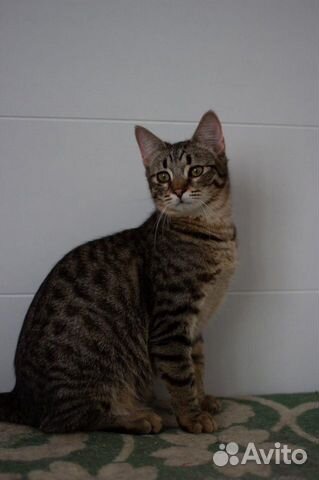 Шикарный котенок в добрые руки (Немо)