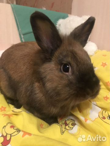 Вязка кроликов ищем невесту