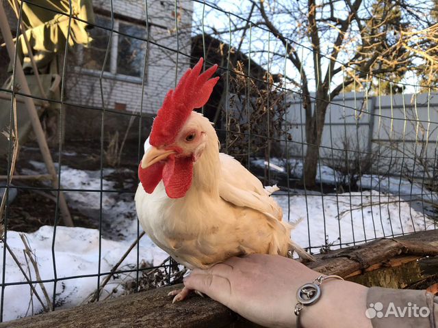 Петух