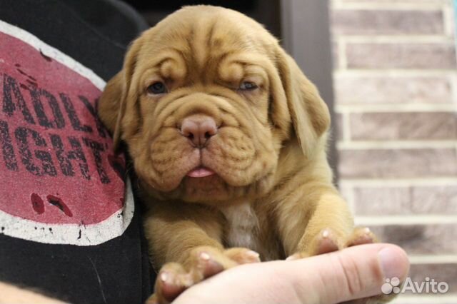 Щенок-девочка бордоского дога