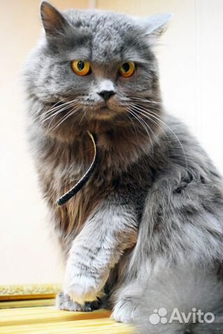 Кошечка Зефирка 1,5 года ищет дом