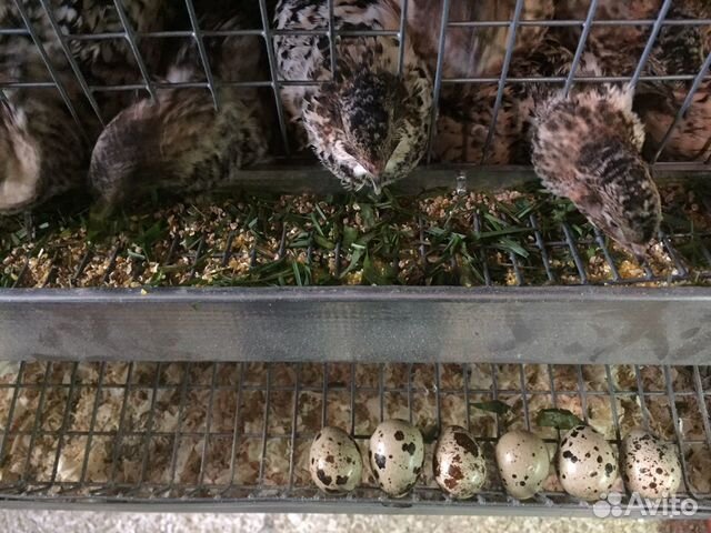 Перепелиное яйцо