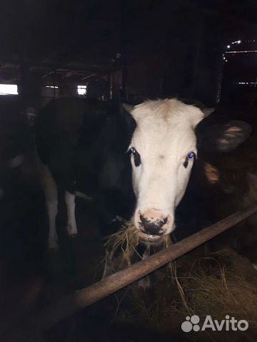 Корова лошадь