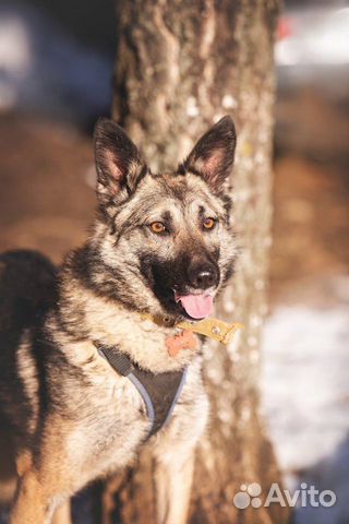 Собака прекрасная Реми в добрые руки