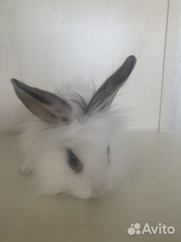 Кролик 4 месяца