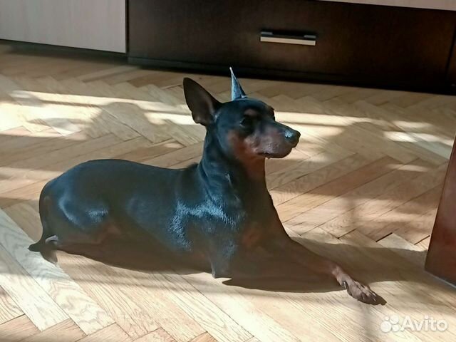 Вязка цвергпинчер