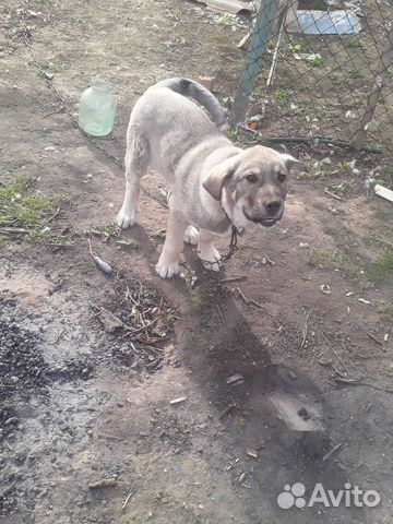 Продам щенка