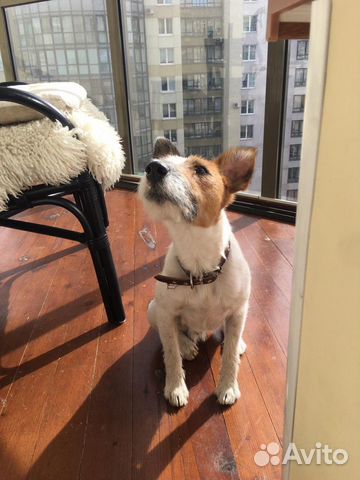 Парсон рассел вязка