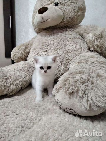 Кошки