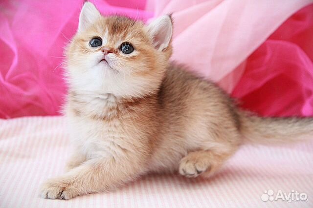 Элитные британские котята