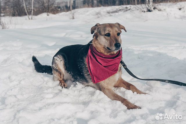 Собаки бесплатно в добрые руки