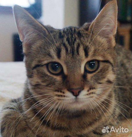 Ласковый котенок Вареник.,4,5 месяца