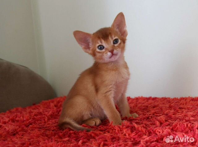 Рыжие лисички