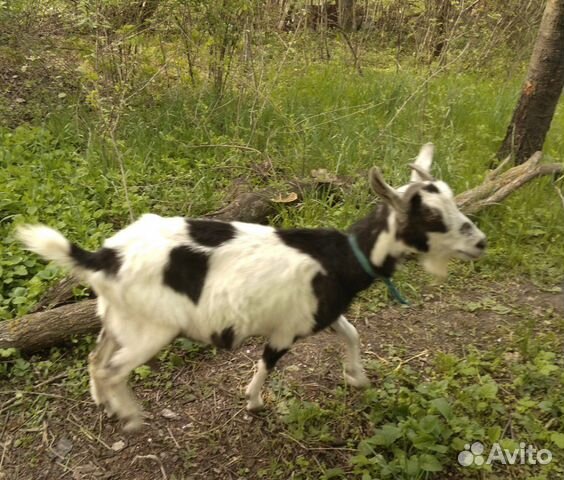 Продаются 3 дойные козы
