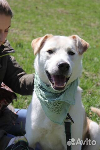 Озорной Малыш, отдам в хорошие руки