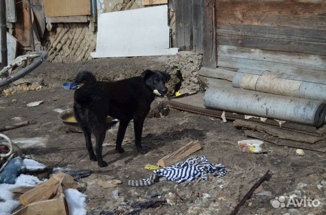 Отдам молодого кастрированного пёсика