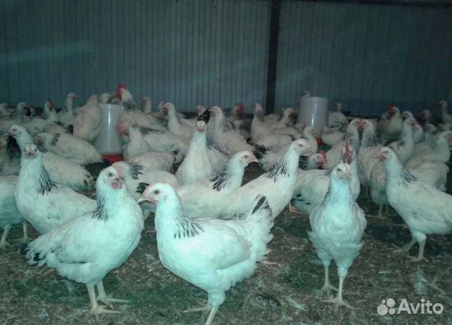 Куры молодки Коралл