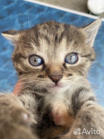 Котчта ищут дом