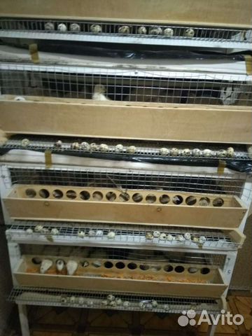 Инкубационные и столовые яйца перепелов