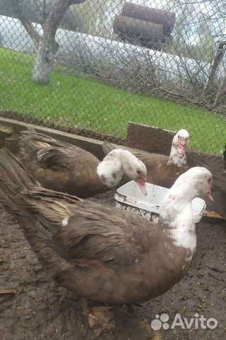 Мускусные утки