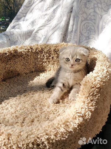 Голубая плюшевая красотка скоттиш фолд
