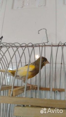 Канарейки продажа