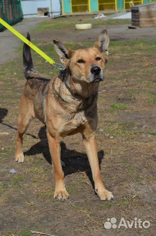 Фортуна в поисках дома