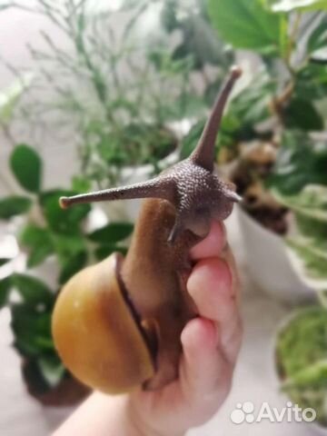 Архахатина маргината иктерика