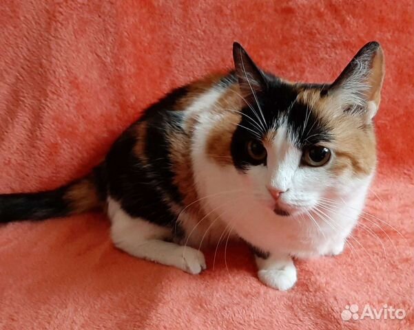 Самая ласковая кошка ищет родителей