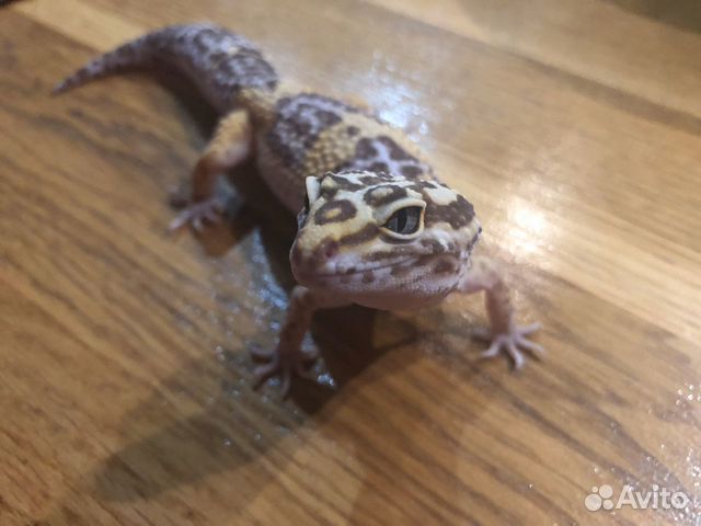 Ящерица эублефар