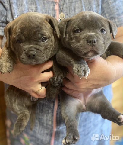 Девочки Американского булли