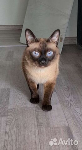 Кот меконгский бобтейл