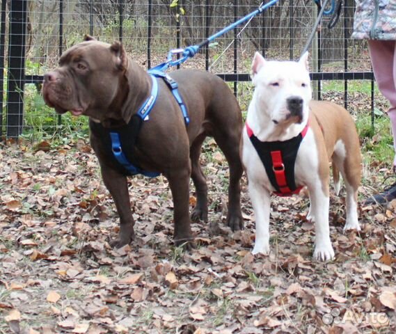 Американский Булли/ Амстафф щенки Москва