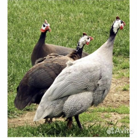 Цесарки,яйцо цесариное