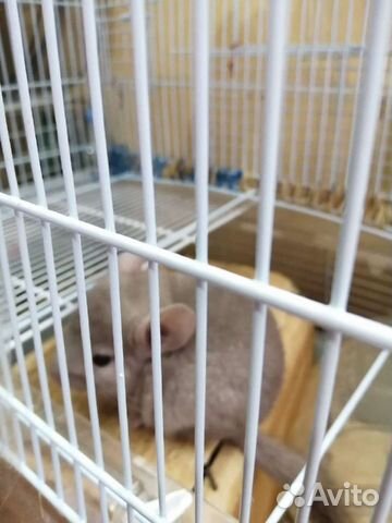 Шиншилла 2 малыша