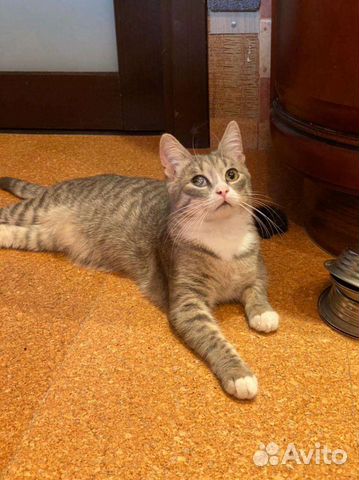 Серый котенок мальчик ласковый