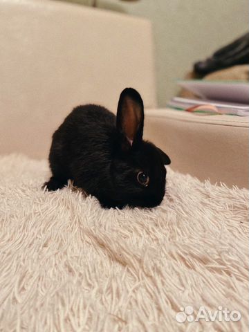 Кролик