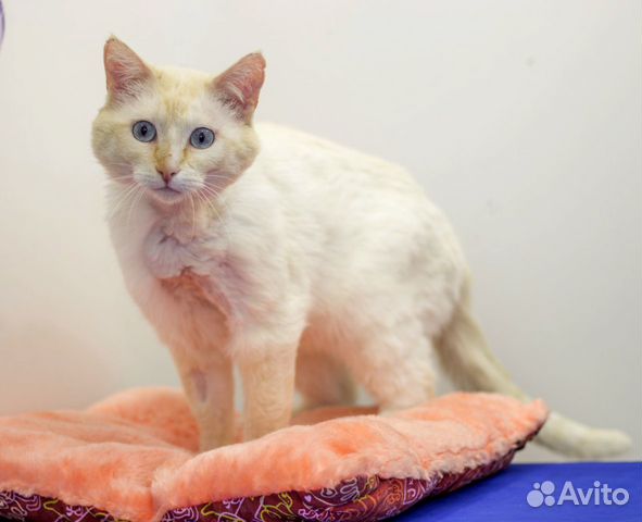Кот, а-ля рыжий таец ищет новый дом