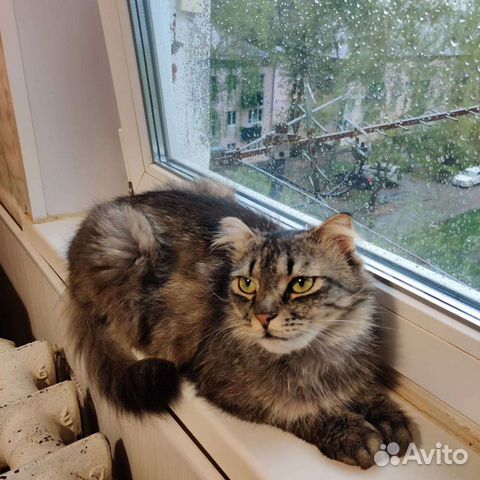 Котики подростки сибирской и шотл. вислоушки в дар