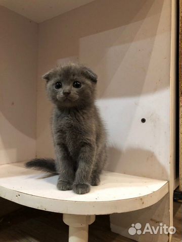 Вислоухие котята. В добрые руки