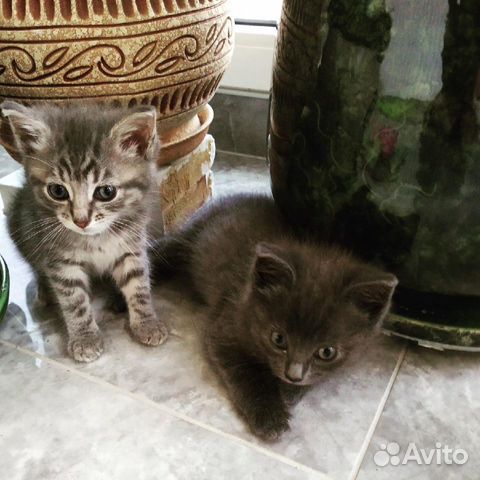 Котята дымчато-голубые