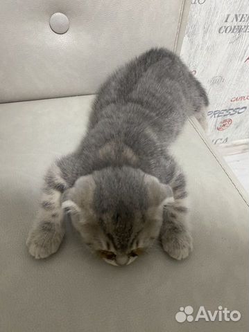 Шотландская вислоухая кошечка