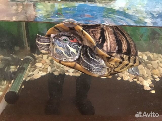 Черепаха