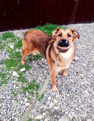 Ищет дом щенок не крупной Собачки Атосик