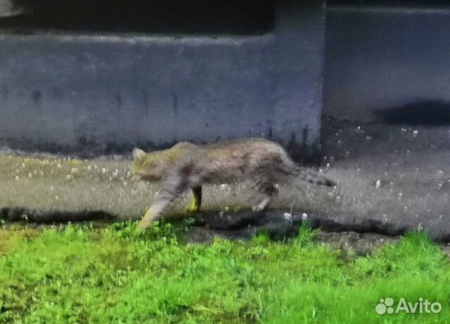 Молодой кот погибает